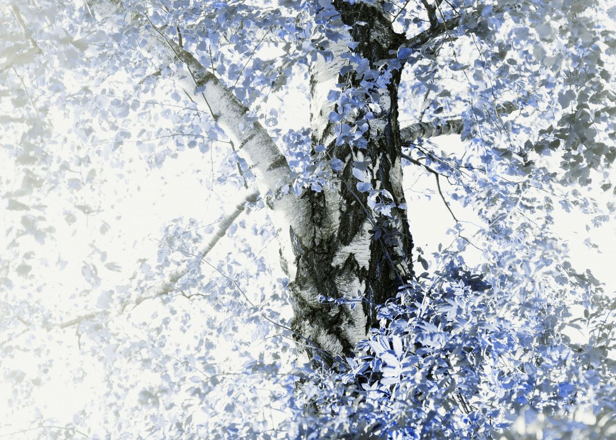 'Dreamy Birch Tree 5 ' Poster, picture, metal print, paint by Anita's ...