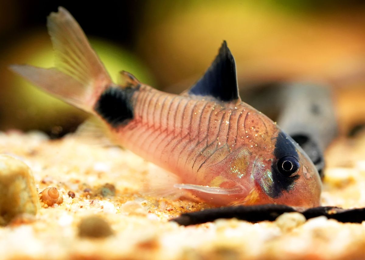 'Corydoras panda catfish' Poster, picture, metal print, paint by ...
