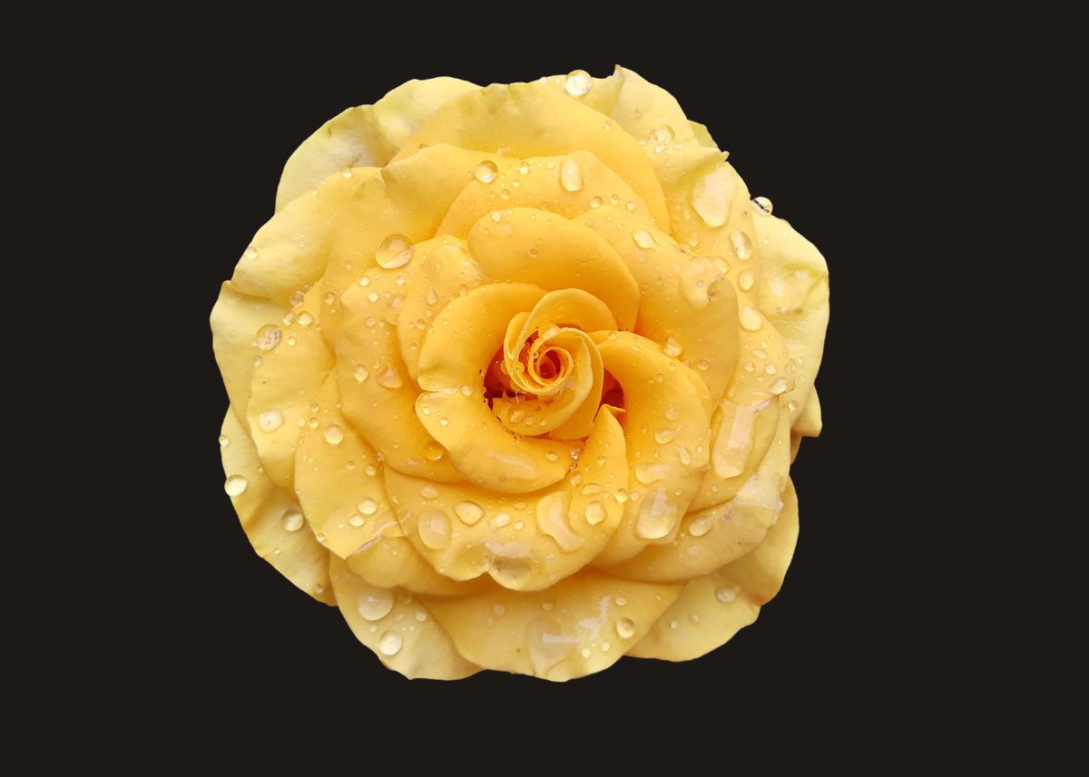 'Yellow rose with raindrops' Poster, picture, metal print, paint by Edy ...