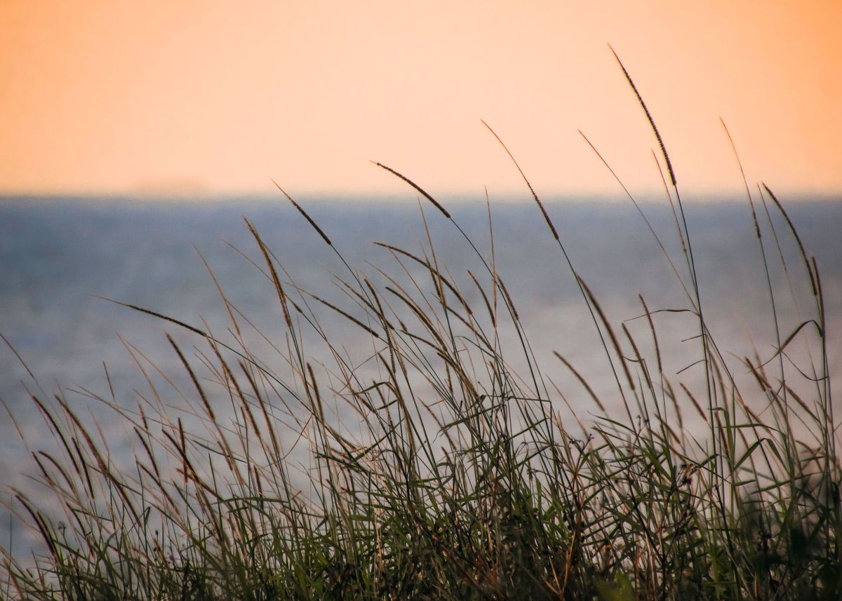 'seaside field at sunset' Poster, picture, metal print, paint by Ingrid ...