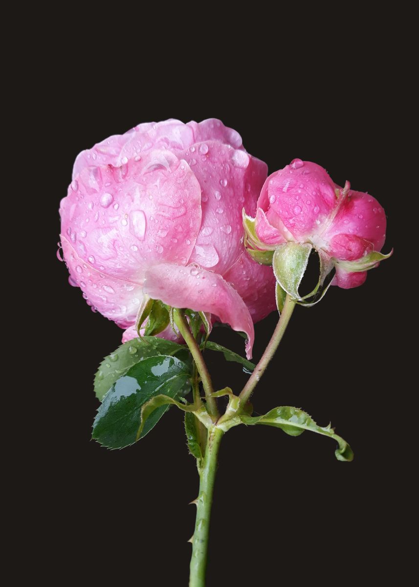 'Pink rainy roses' Poster, picture, metal print, paint by Edy Art Space ...