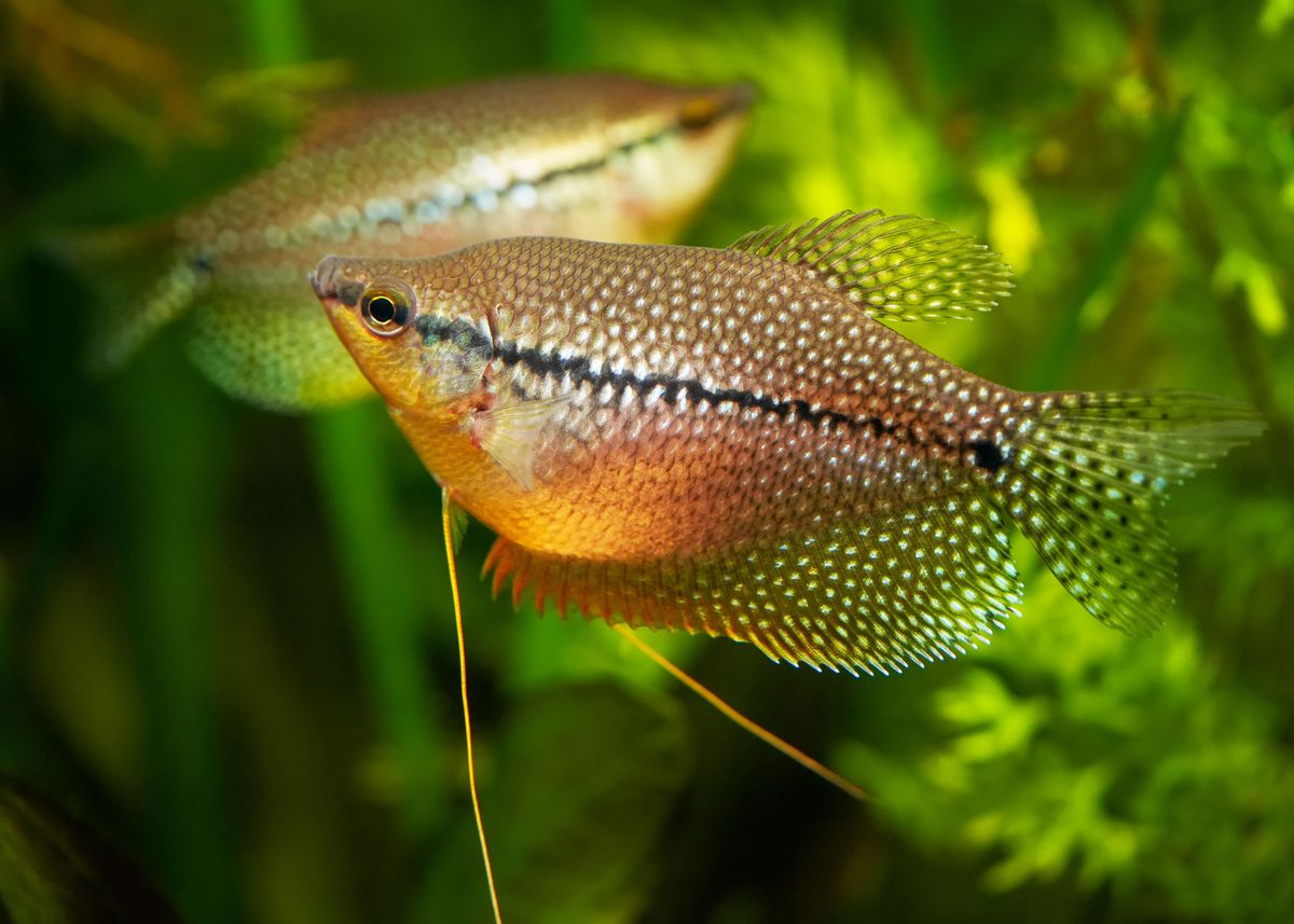 'Mosaic gourami pearl fish' Poster, picture, metal print, paint by ...