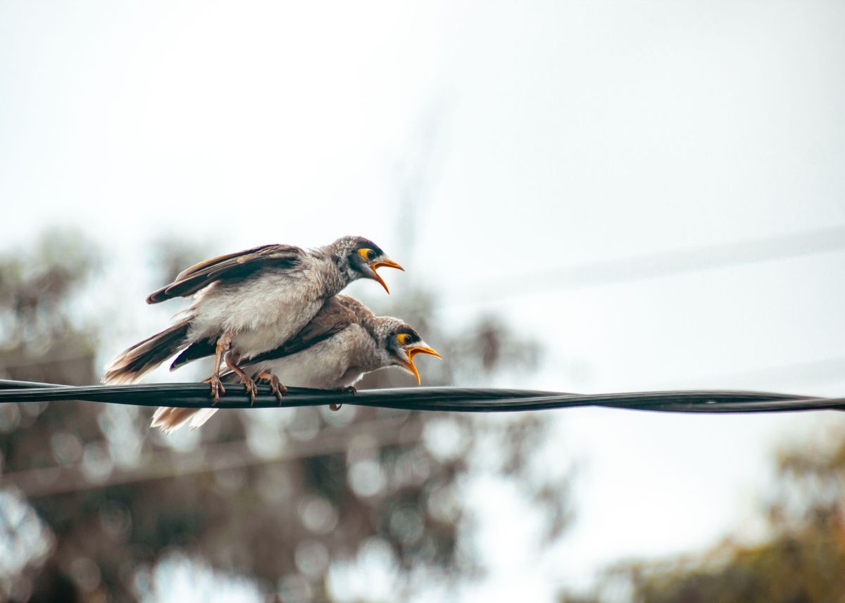 'angry birds on a wire ' Poster, picture, metal print, paint by Ingrid ...