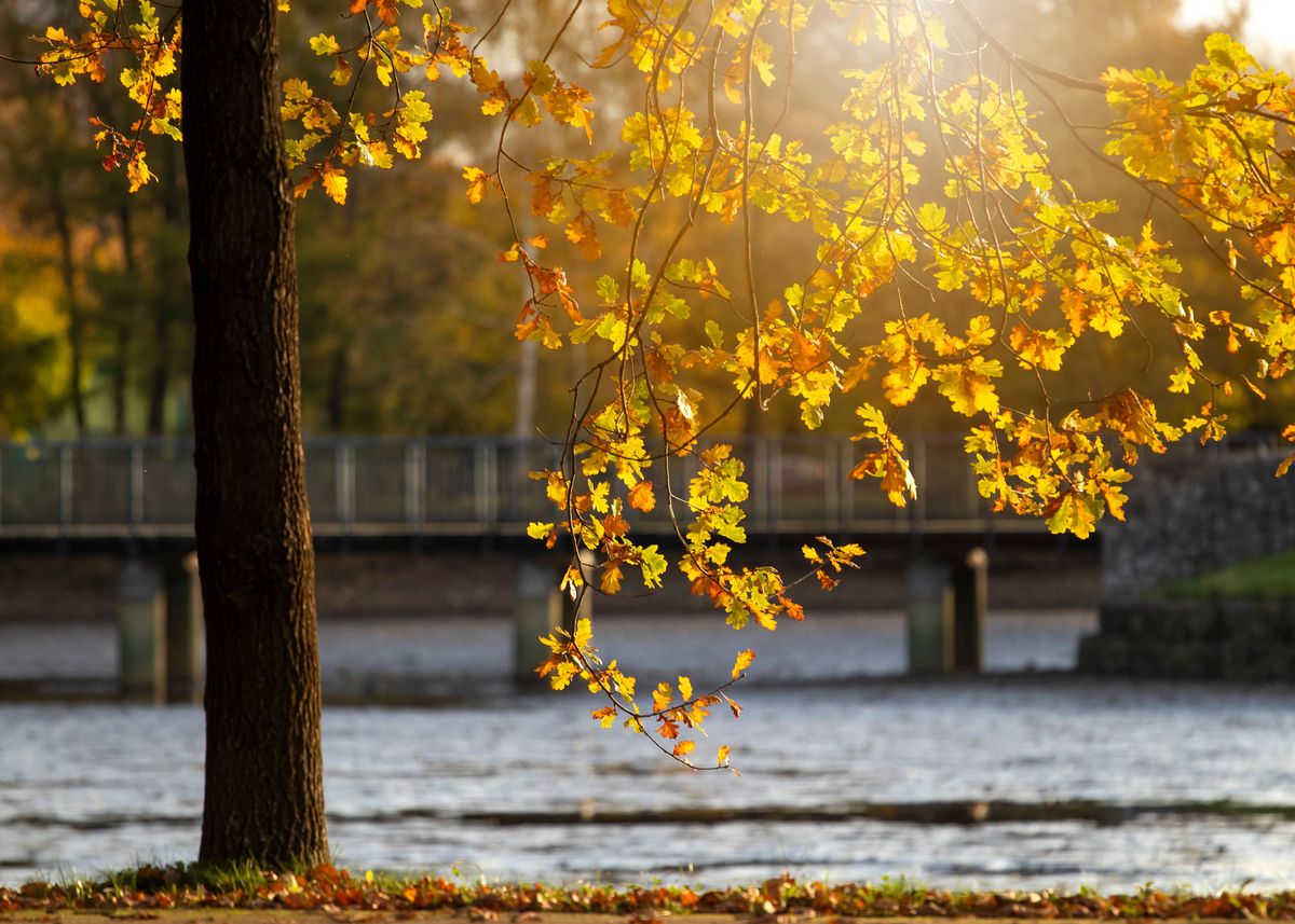 'Autumn morning' Poster, picture, metal print, paint by Mycatherina ...