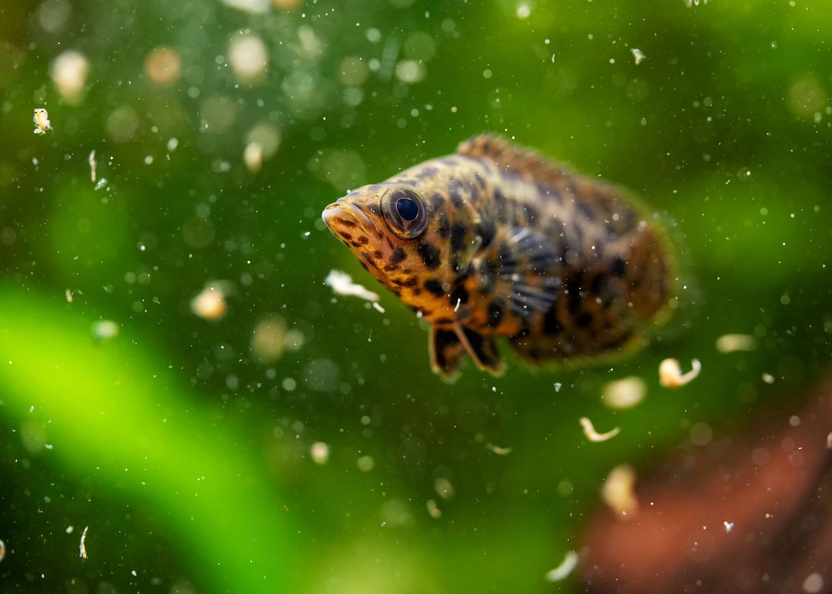 'Leopard bush fish aquarium' Poster, picture, metal print, paint by ...