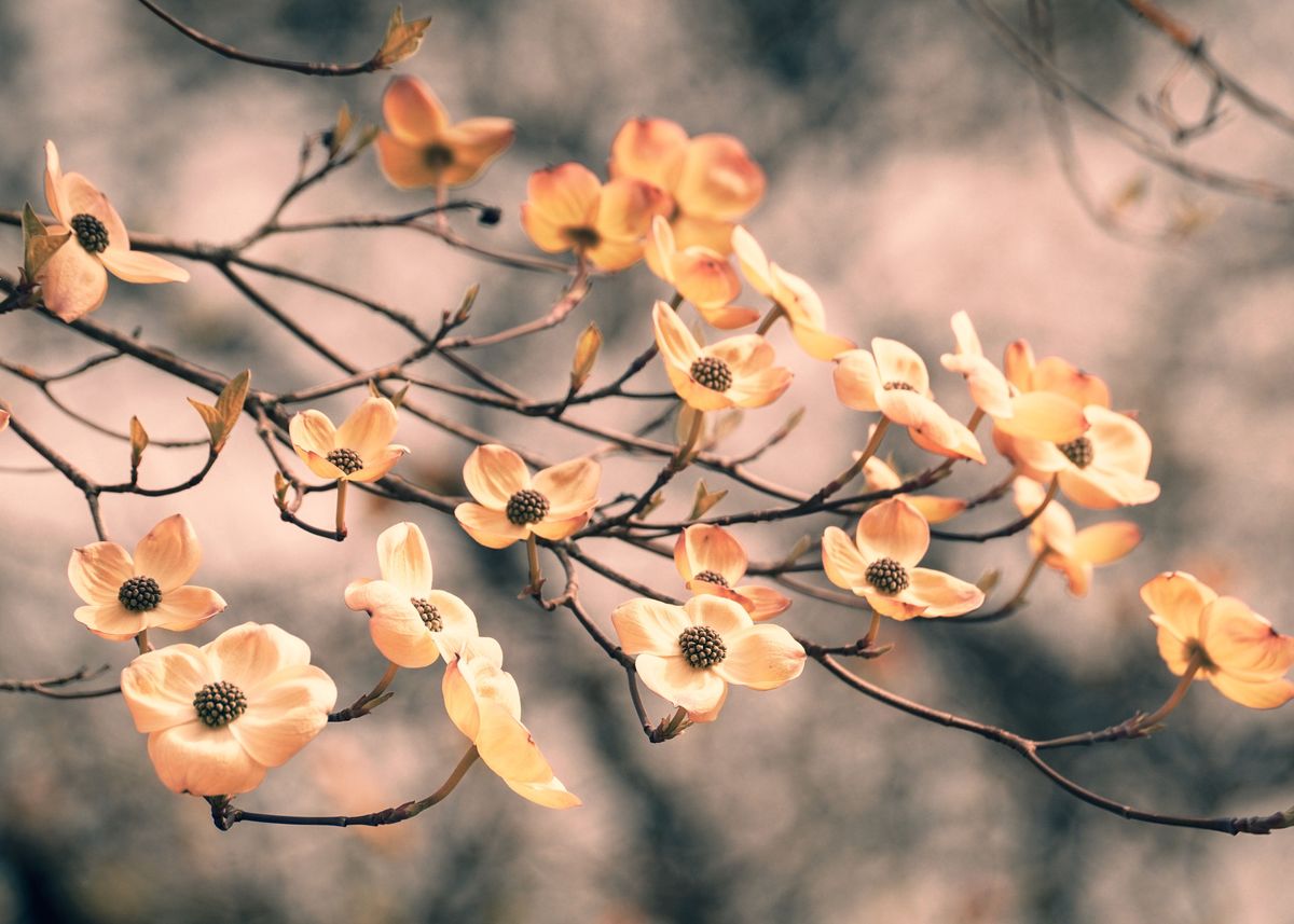 'yellow flowers' Poster, picture, metal print, paint by hero Tuan ...