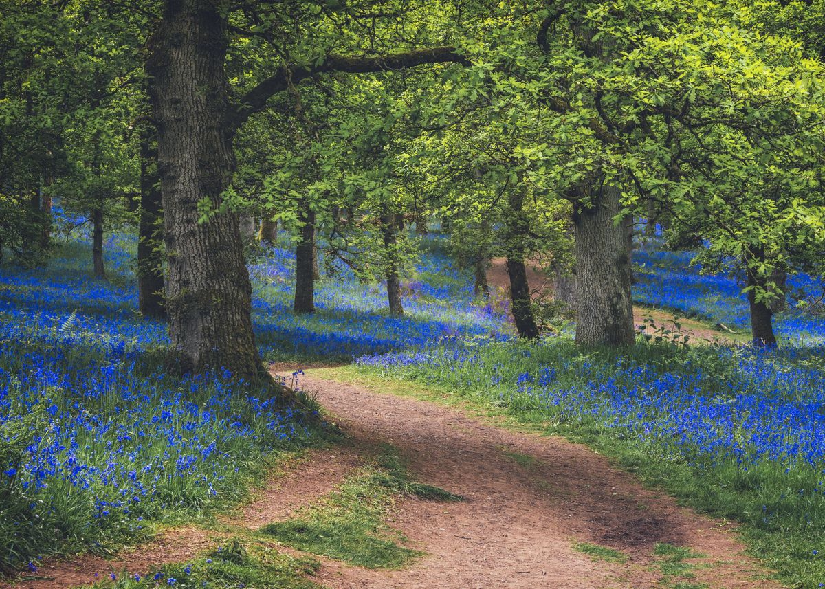 'Scottish Bluebell Forest' Poster by Craig Doogan | Displate