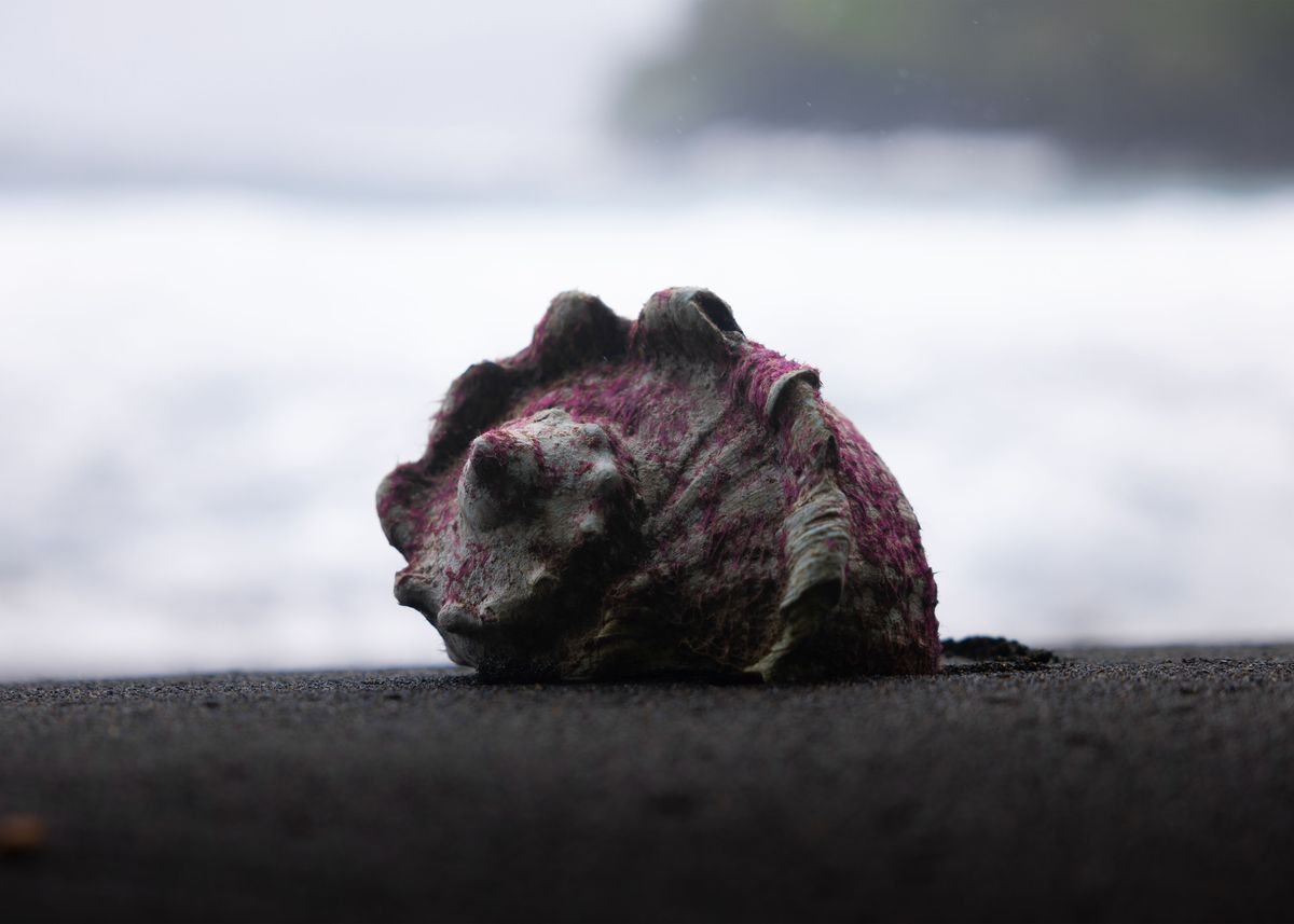 'Mossy seashell' Poster, picture, metal print, paint by Tahiti Art ...