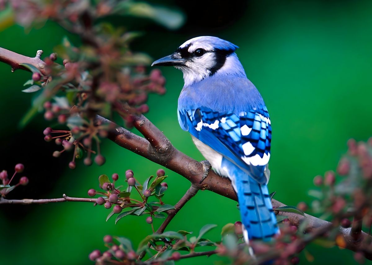 'Blue Jay' Poster, picture, metal print, paint by Desira art | Displate