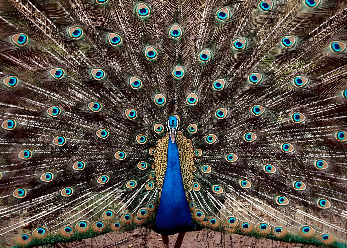 'Peacocks' Poster, picture, metal print, paint by Desira art | Displate