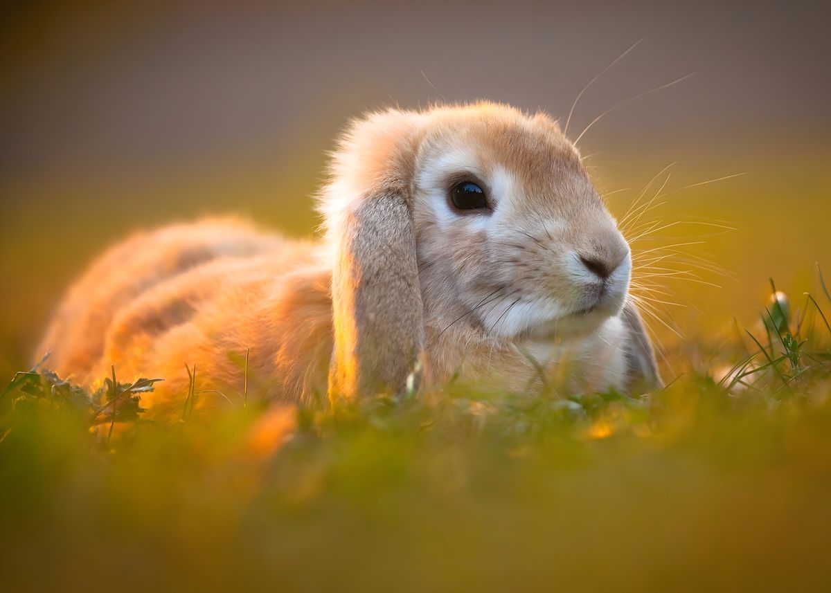 'Rabbit' Poster, picture, metal print, paint by Desira art | Displate