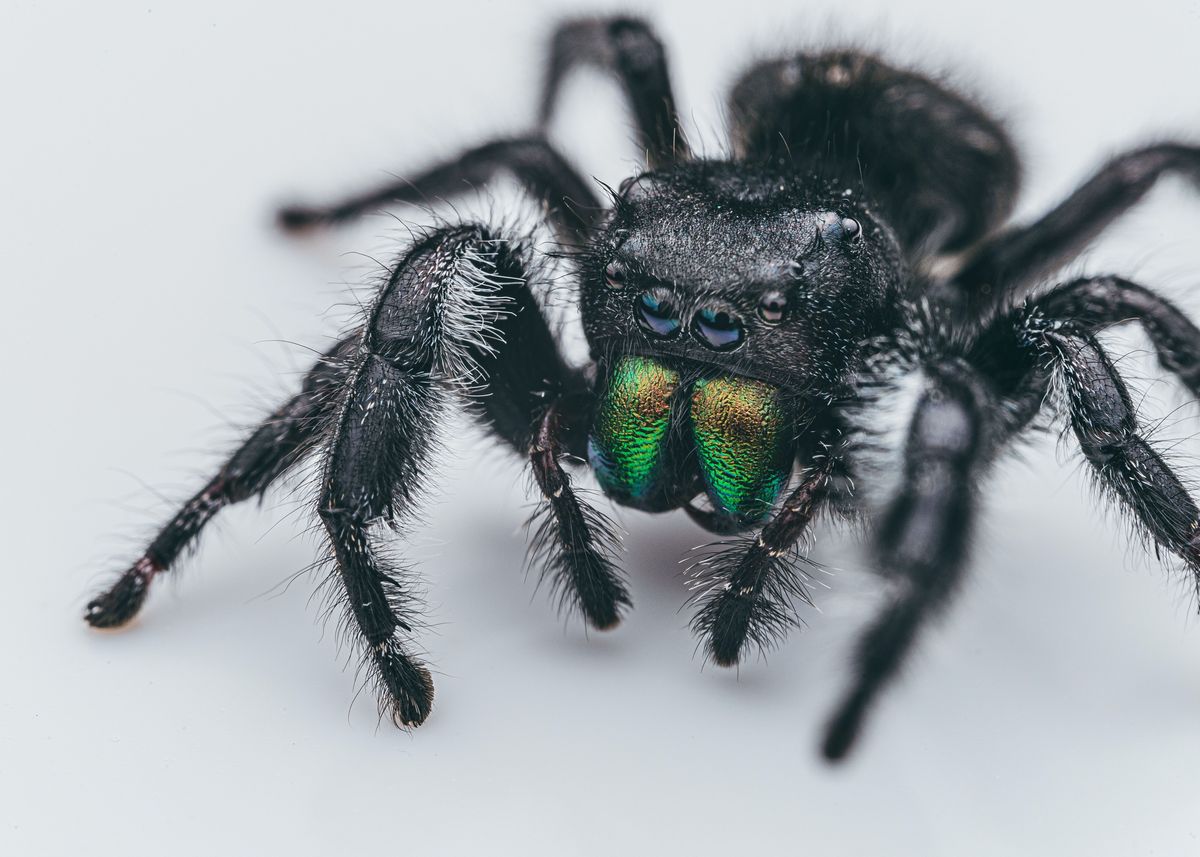 'Phidippus regius male' Poster, picture, metal print, paint by Nicolas ...