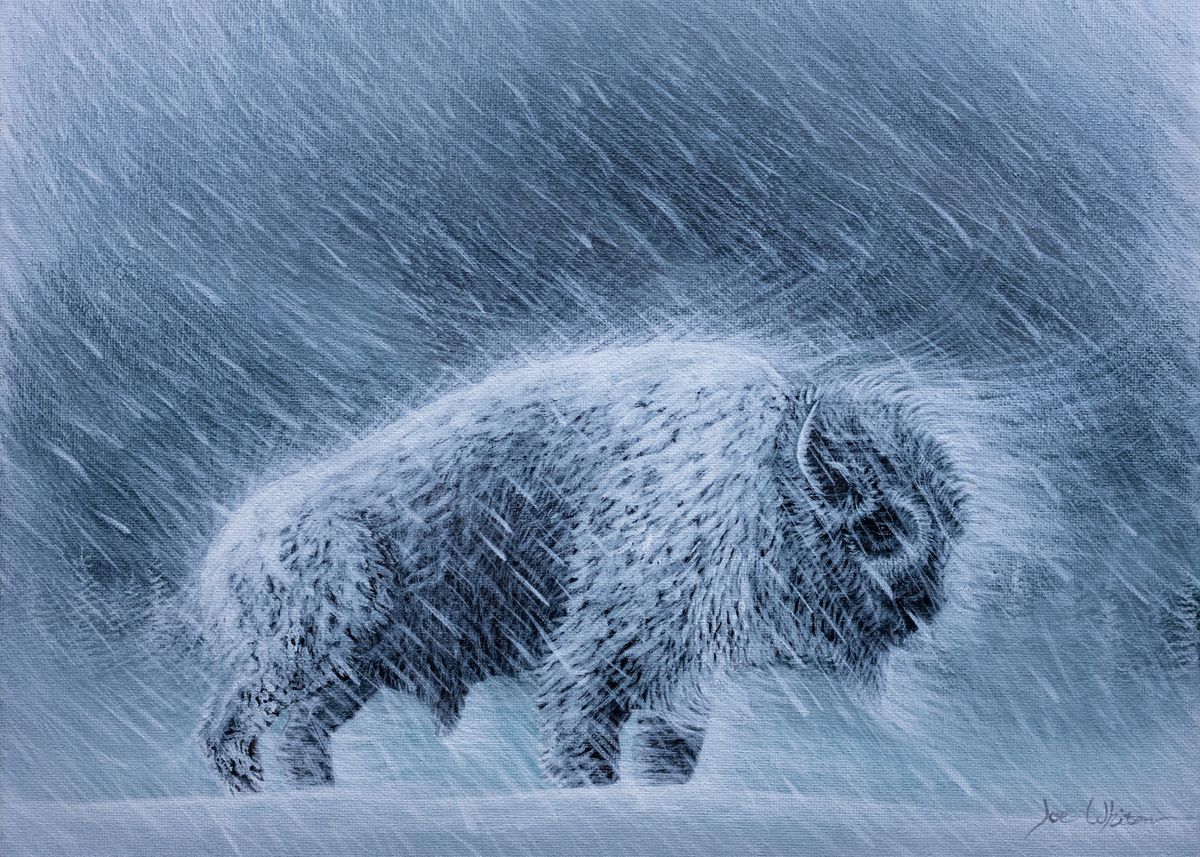 'Winter Buffalo' Poster, picture, metal print, paint by Joe Whitmore ...