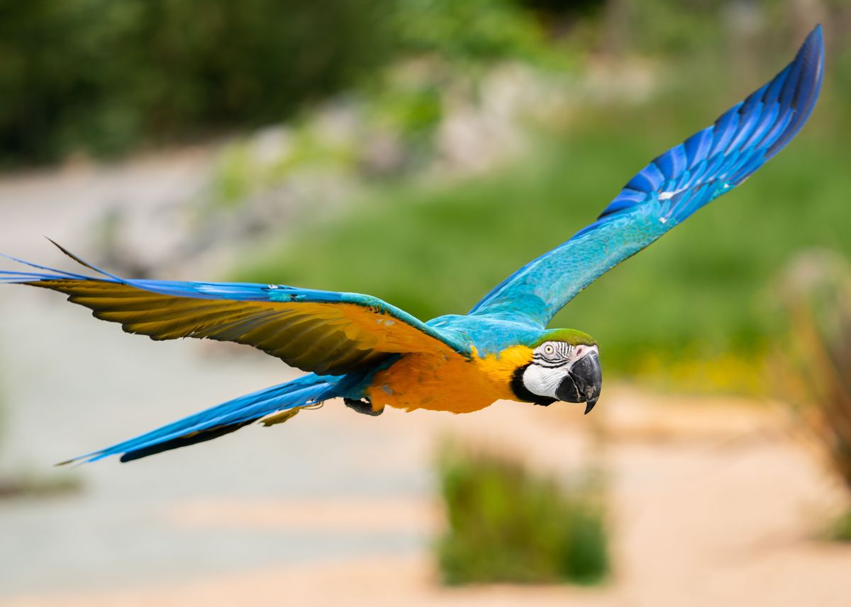 'Parrot' Poster, picture, metal print, paint by Anthony C | Displate