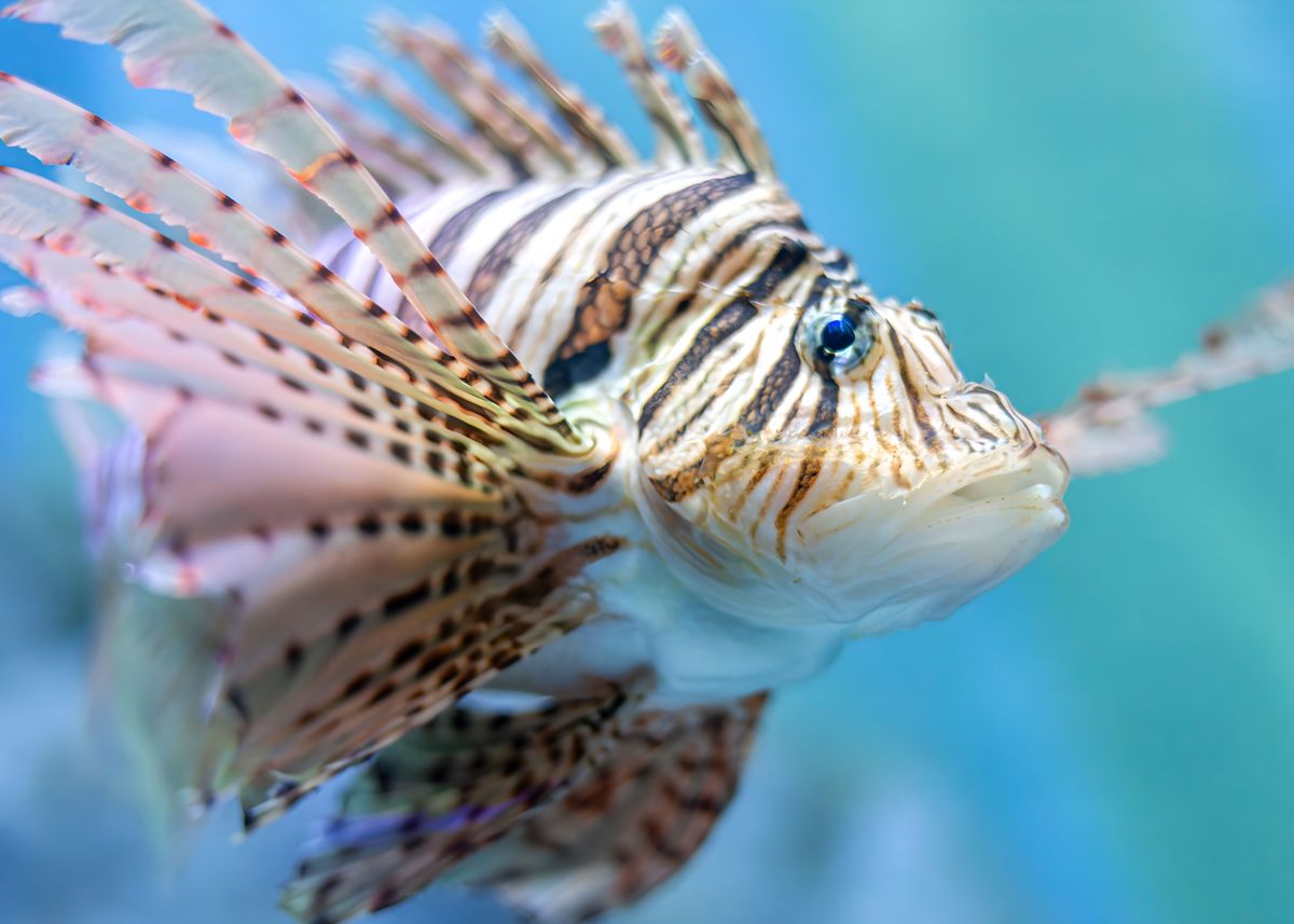 'Lionfish' Poster, picture, metal print, paint by Desira art | Displate