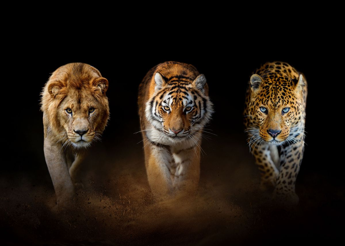 'Three big cats' Poster, picture, metal print, paint by Byrdyak | Displate