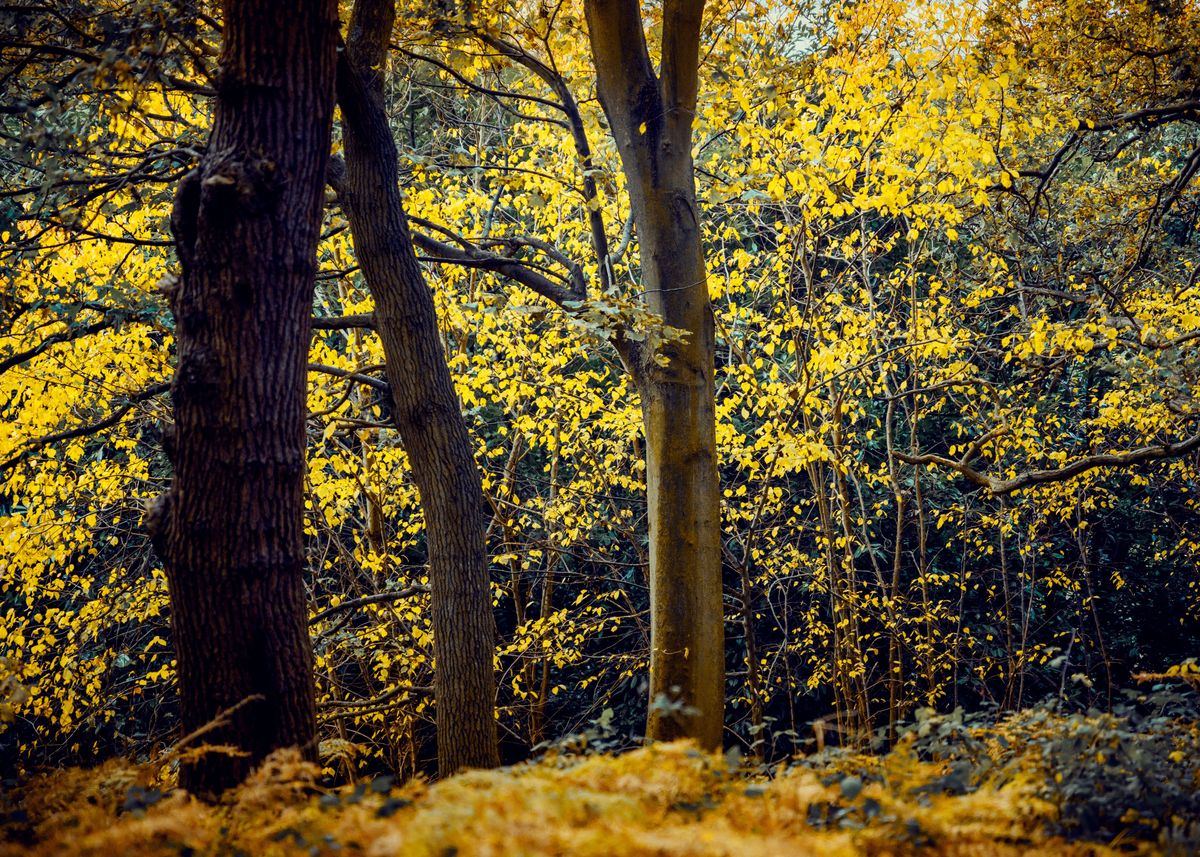 'Nature Abstract' Poster, picture, metal print, paint by Svetlana ...