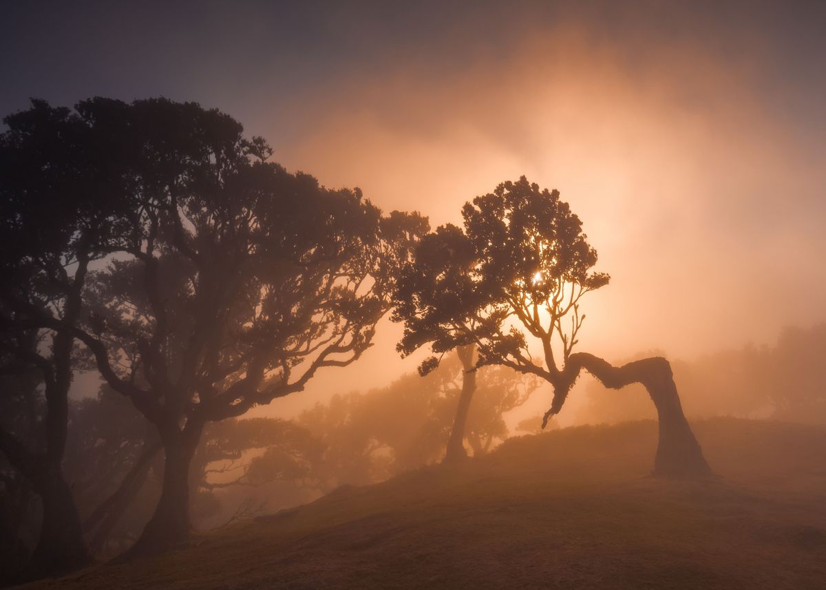 'Fanal forest' Poster, picture, metal print, paint by Lukas Jonaitis ...