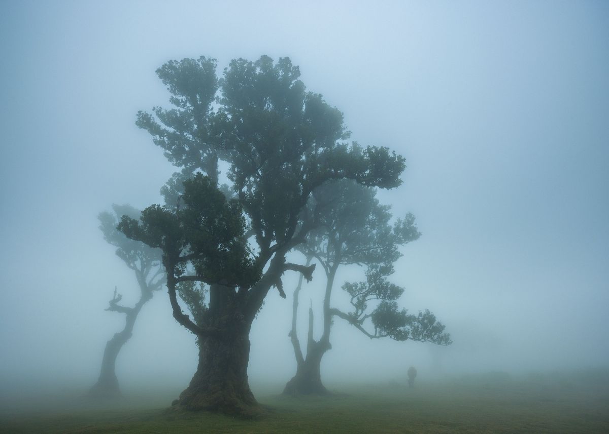 'Fanal forest' Poster, picture, metal print, paint by Lukas Jonaitis ...