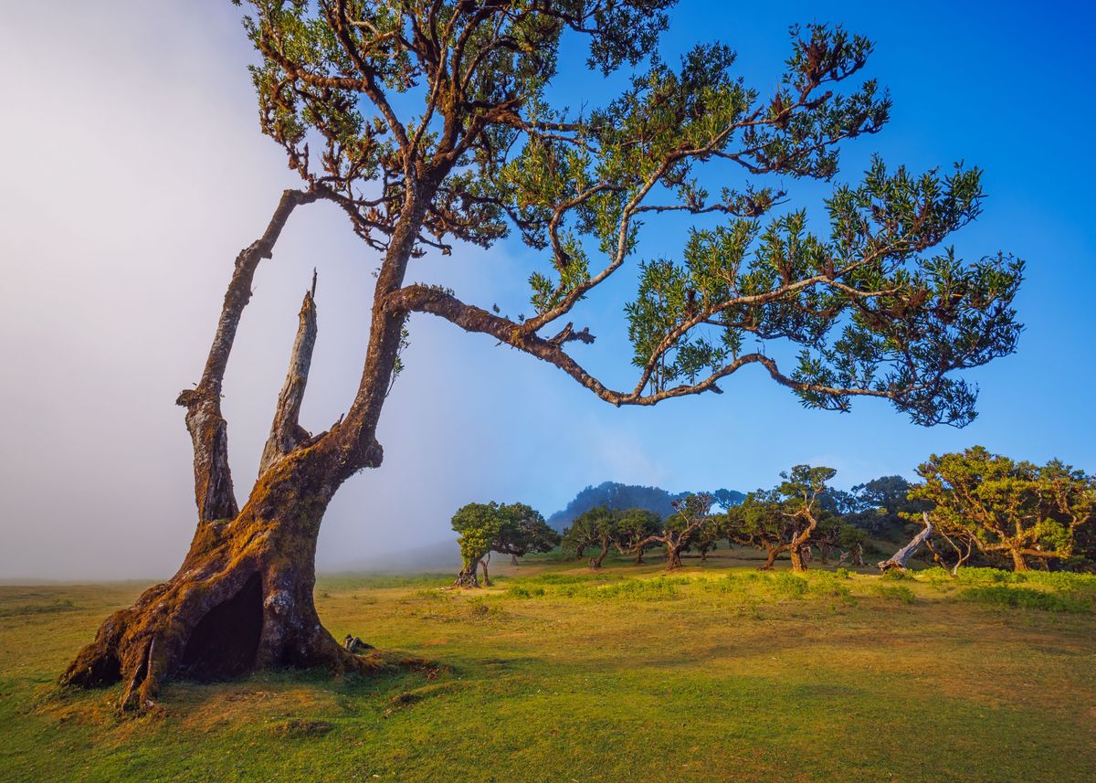 'Fanal forest' Poster, picture, metal print, paint by Lukas Jonaitis ...