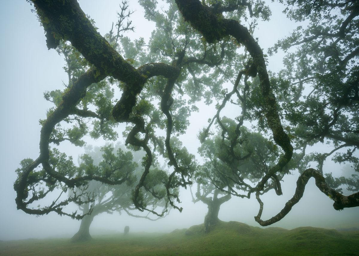 'Fanal forest' Poster, picture, metal print, paint by Lukas Jonaitis ...