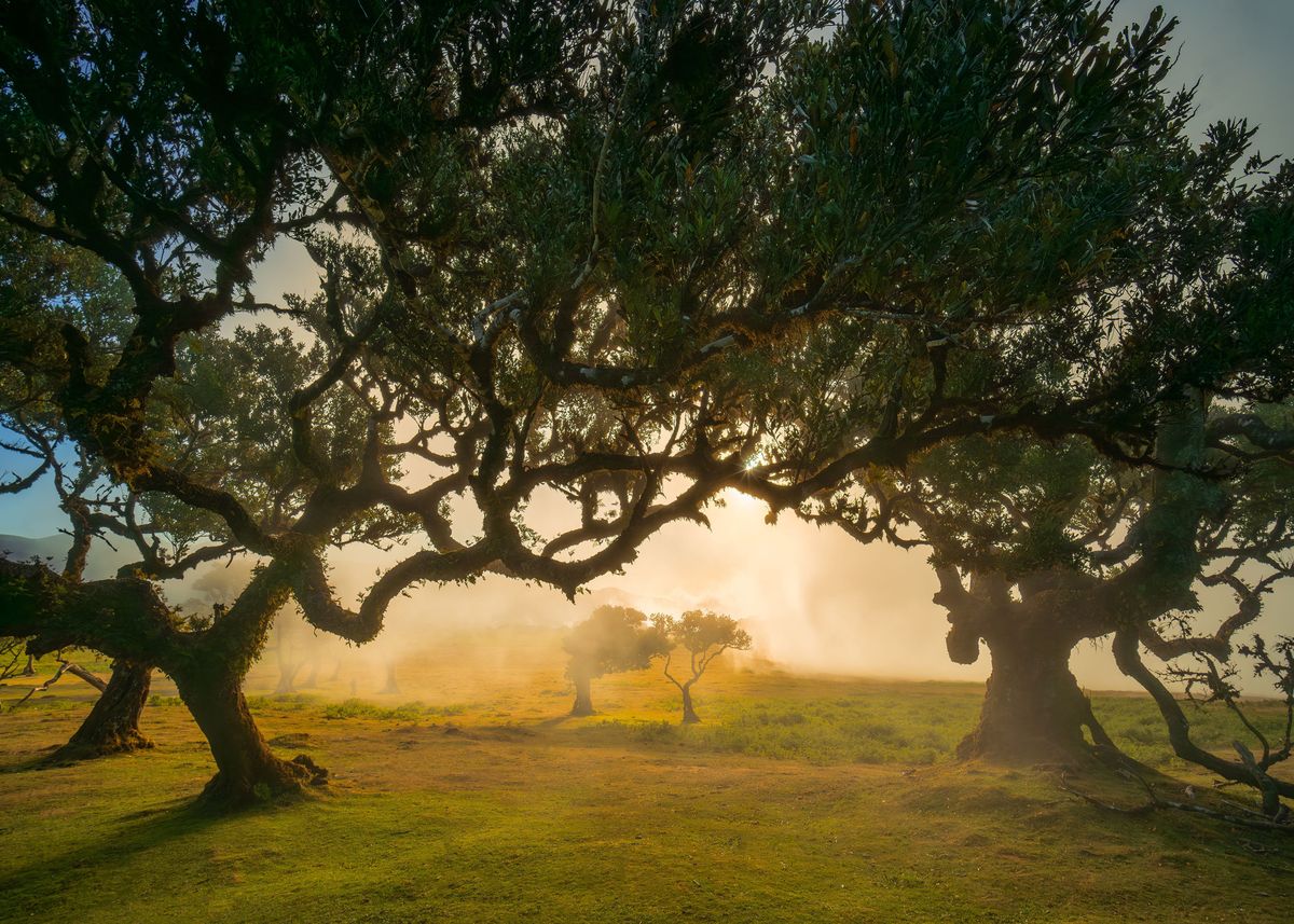 'Fanal forest' Poster, picture, metal print, paint by Lukas Jonaitis ...