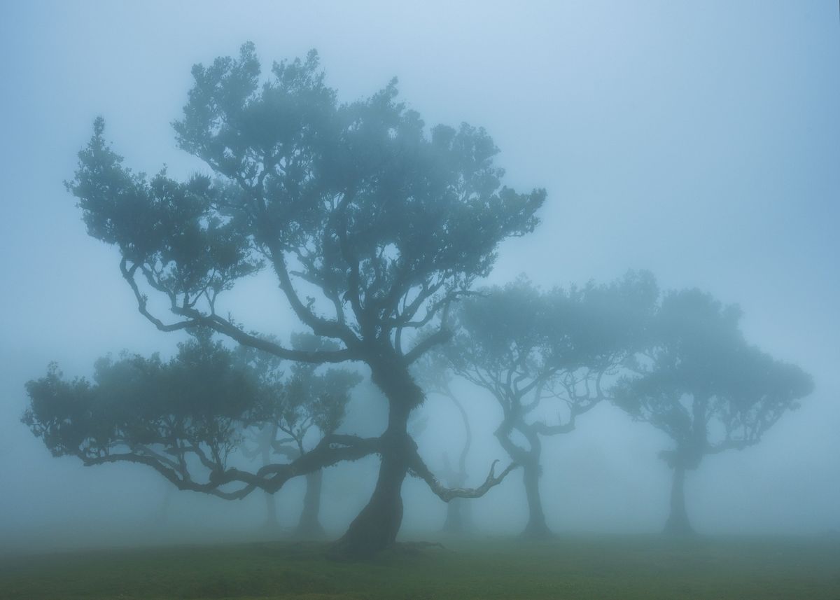 'Fanal forest' Poster, picture, metal print, paint by Lukas Jonaitis ...