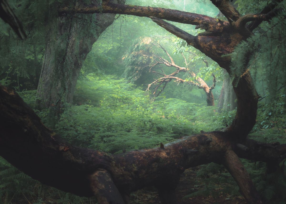 'Ravelston Woods Edinburgh' Poster, picture, metal print, paint by ...