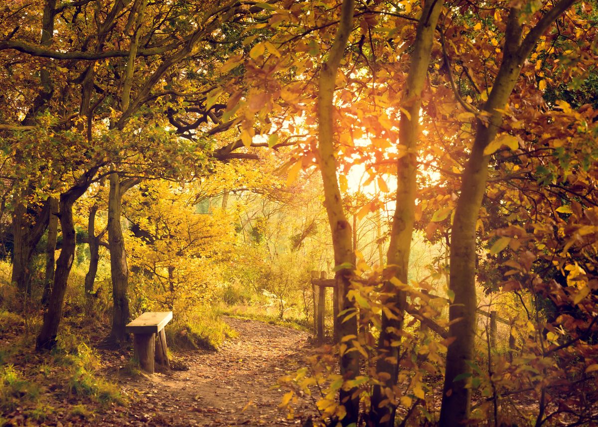 'Morning Sun' Poster, picture, metal print, paint by Svetlana Sewell ...