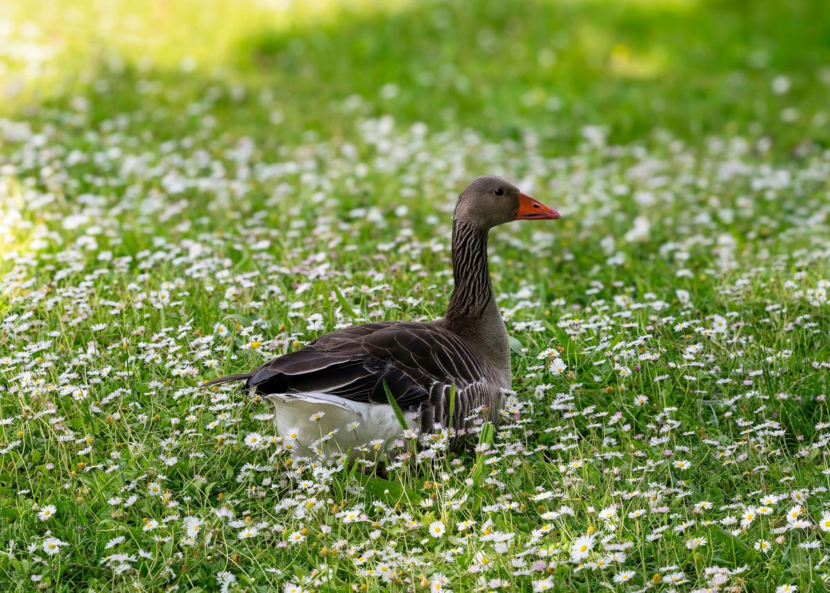 'A goose in the flowerbed' Poster, picture, metal print, paint by ...