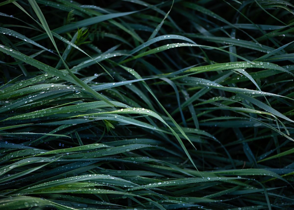 'Green grass background' Poster, picture, metal print, paint by Zelma ...