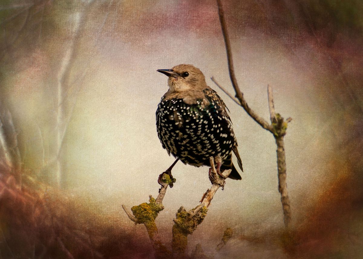 'The Starling bird' Poster, picture, metal print, paint by Claudia ...