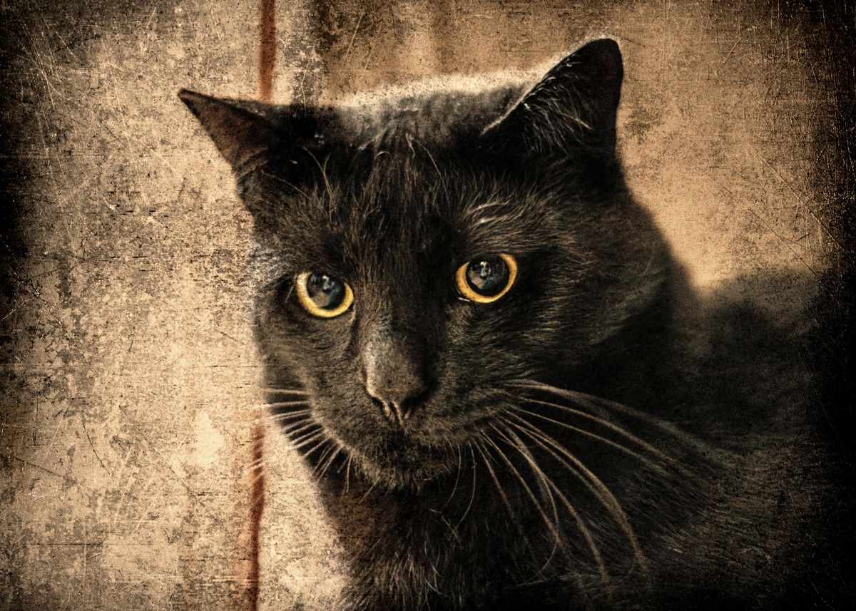 'Black Cat grunge' Poster, picture, metal print, paint by Gianluca ...