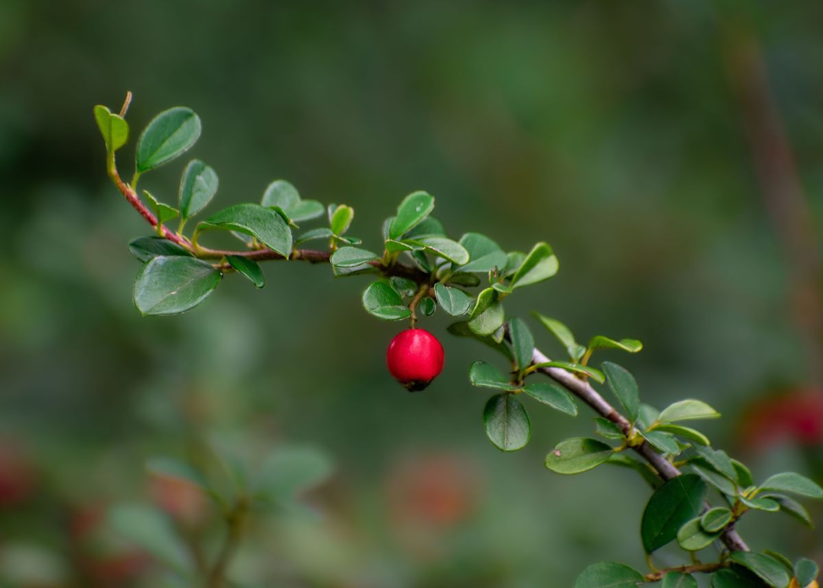 'A single berry' Poster, picture, metal print, paint by Lisa Berger ...