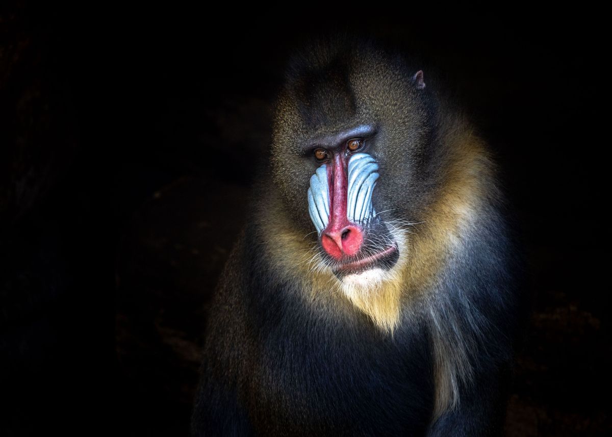 'Colorful mandril' Poster, picture, metal print, paint by ichimdp ...