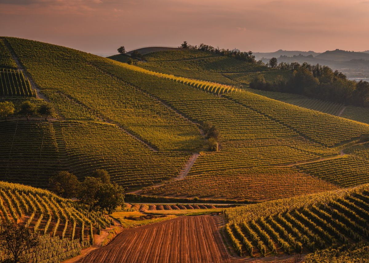 'Piedmont Vineyards Italy' Poster, picture, metal print, paint by ...