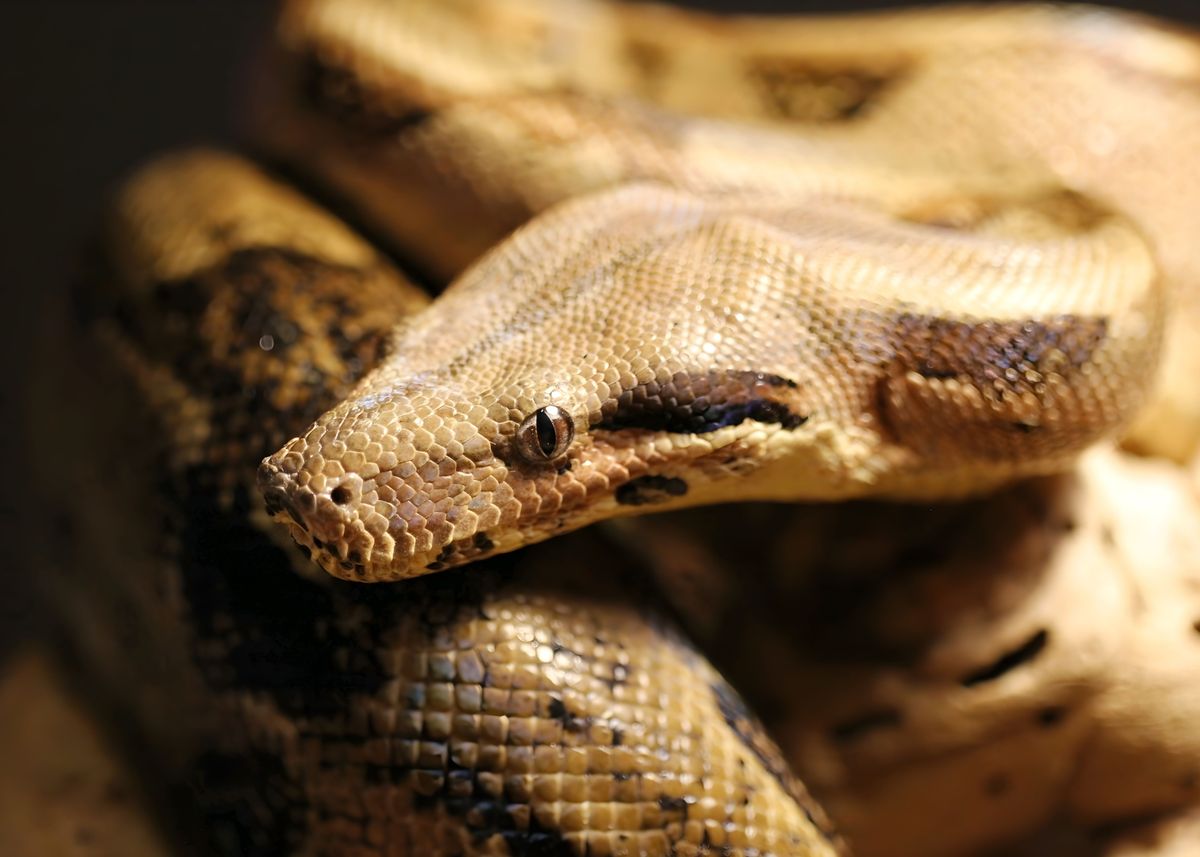 'Boa Imperator Snake' Poster, picture, metal print, paint by Desira art ...