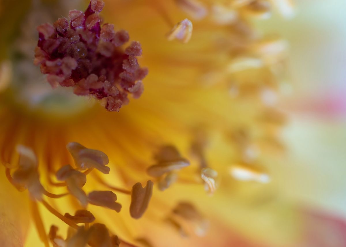 'Rose pollens and petals' Poster, picture, metal print, paint by ...