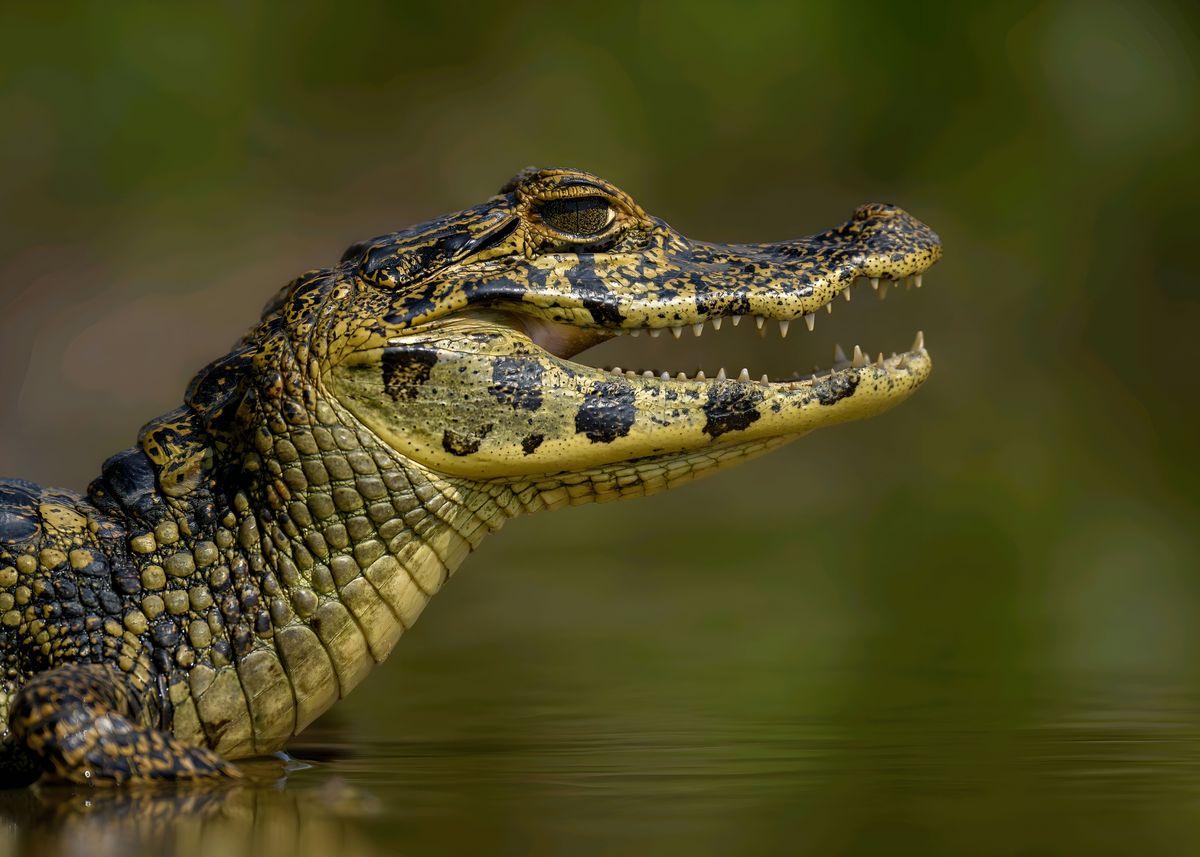 'Spectacled Caiman' Poster, picture, metal print, paint by Desira art ...