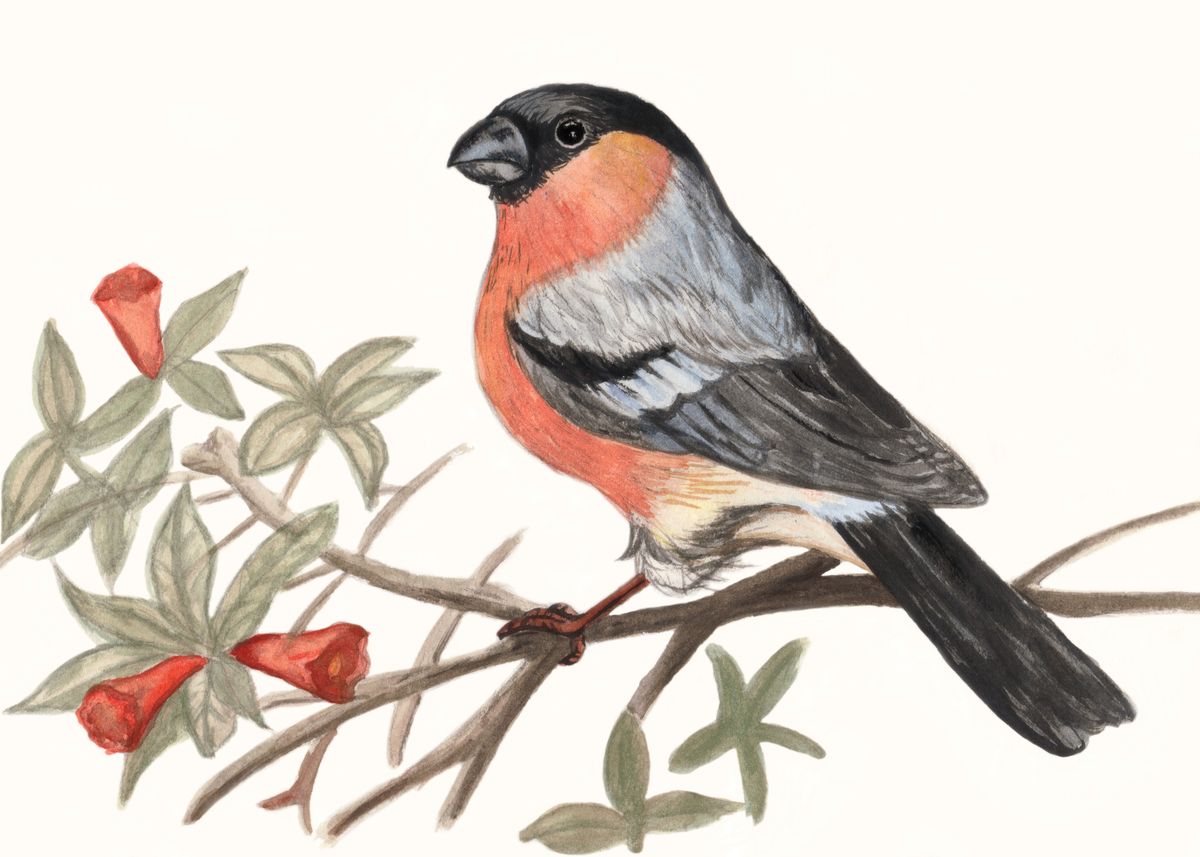 'Eurasian bullfinch bird' Poster, picture, metal print, paint by ...
