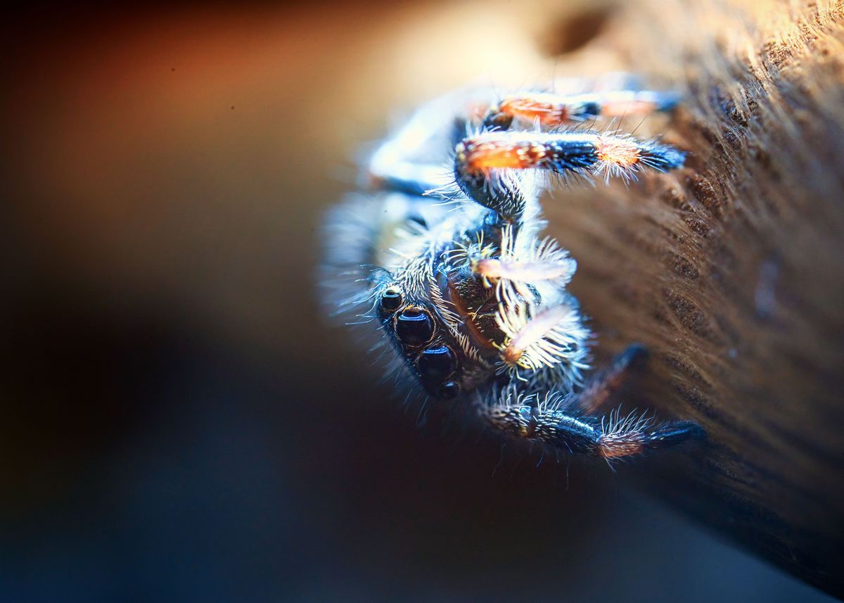 'jumping spider phidippus ' Poster, picture, metal print, paint by ...