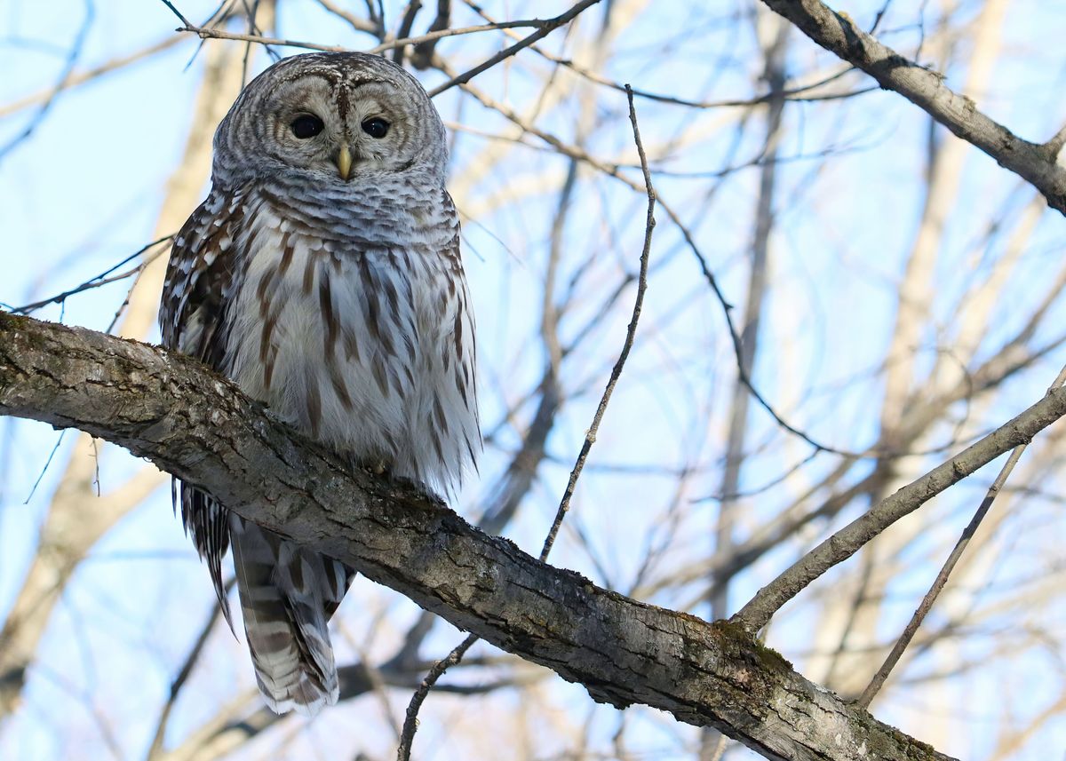'Beautiful Barred Owl' Poster, picture, metal print, paint by Thee Owl ...