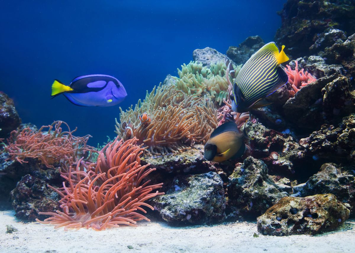 'Aquatic Life' Poster, picture, metal print, paint by Wezt Studio ...