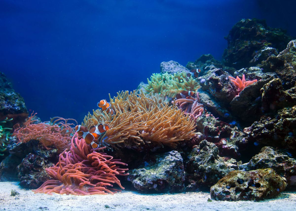 'Aquatic Life' Poster, picture, metal print, paint by Wezt Studio ...