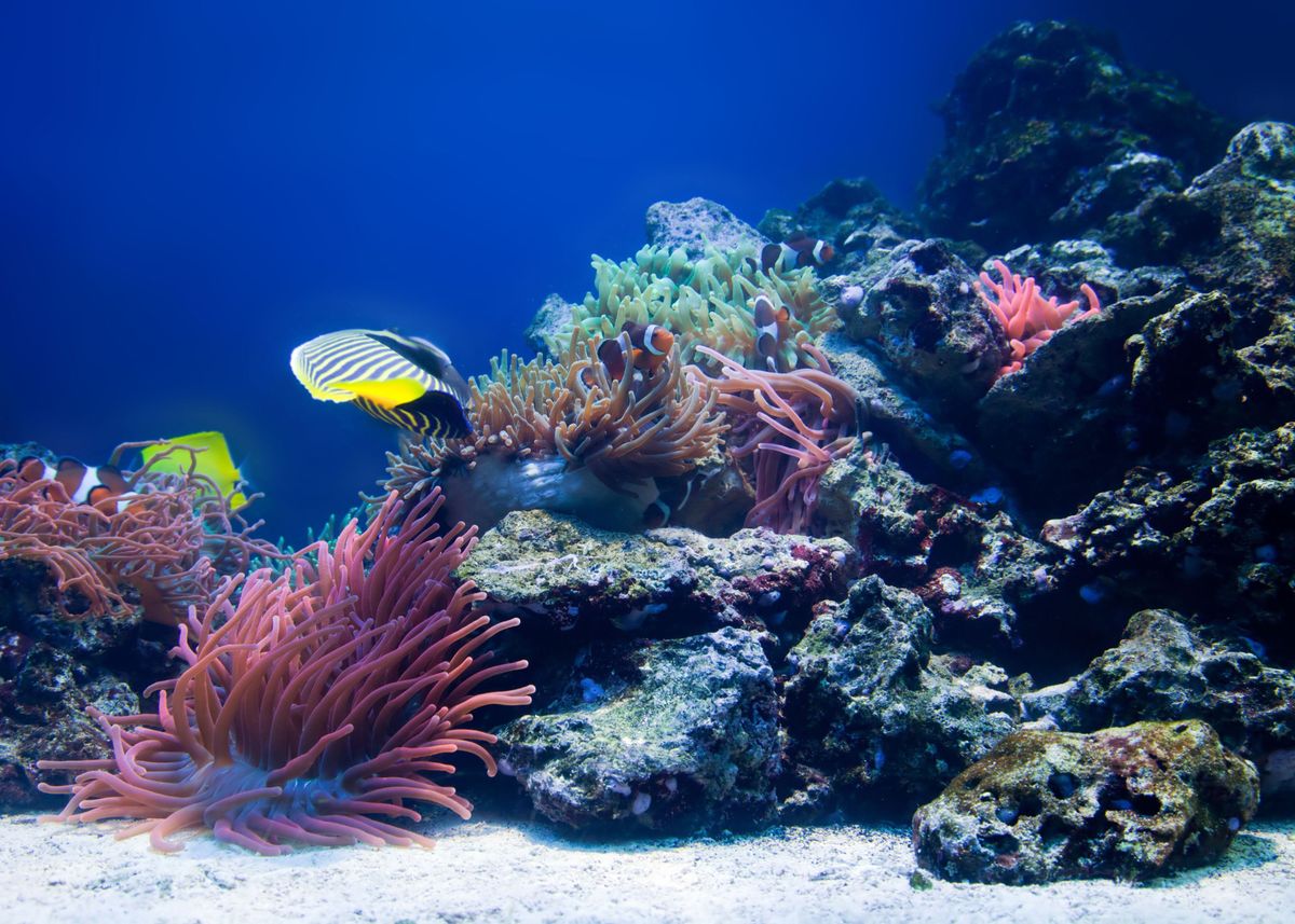 'Aquatic Life' Poster, picture, metal print, paint by Wezt Studio ...