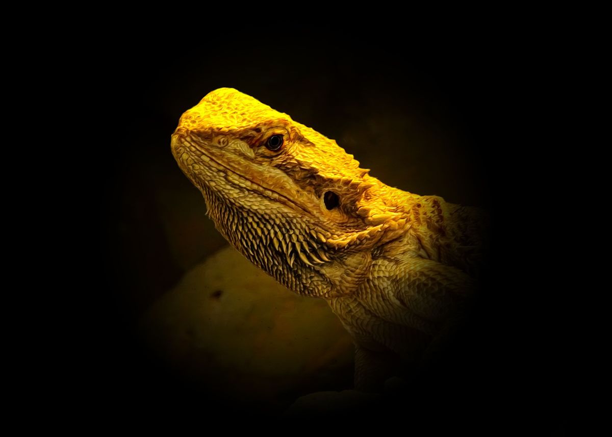 'Pogona' Poster, picture, metal print, paint by Gyula Gvardián | Displate