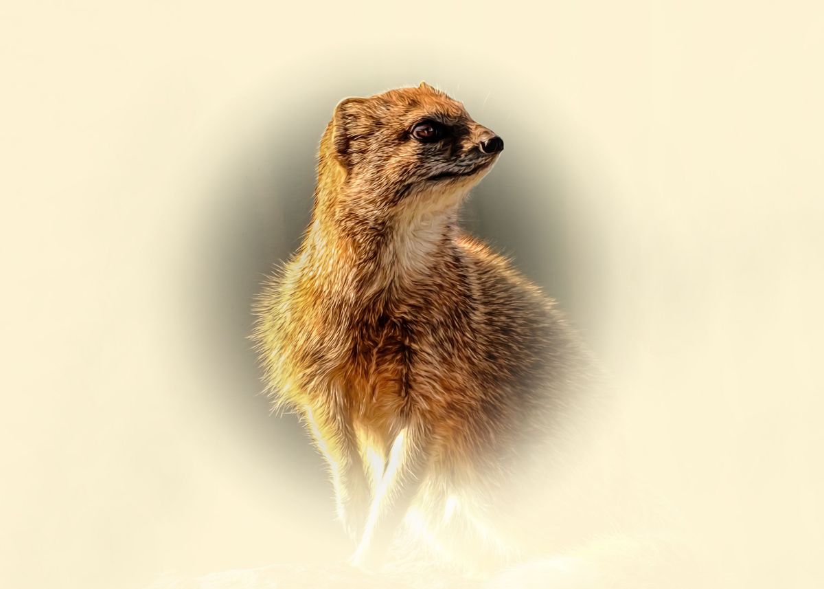 'Yellow mongoose' Poster, picture, metal print, paint by Gyula Gvardián ...