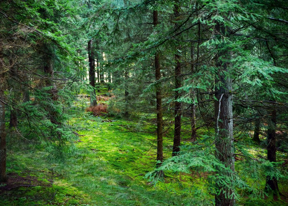 'Scotland Forest' Poster, picture, metal print, paint by Svetlana ...