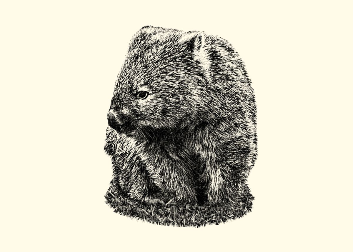'Wombat' Poster, picture, metal print, paint by Gyula Gvardián | Displate