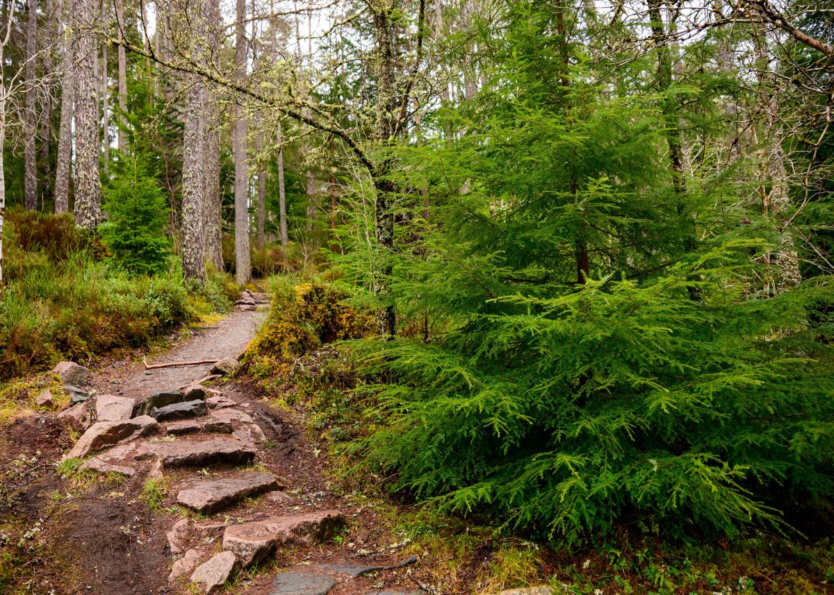 'Steps into Forest' Poster, picture, metal print, paint by Svetlana ...